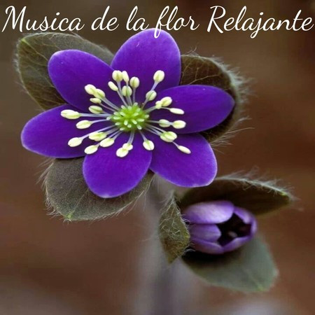 Música de la flor Relajante專輯 - Relaxing Music - LINE MUSIC