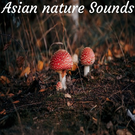 Asian nature sounds專輯 - Relaxing Music - LINE MUSIC