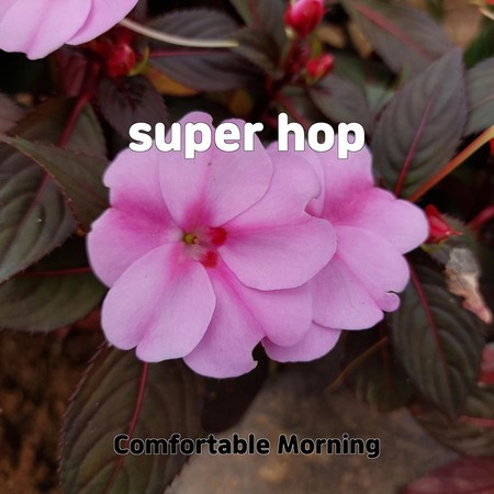 super hop專輯 - Comfortable Morning - LINE MUSIC