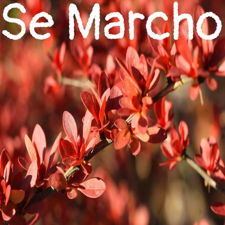Se Marcho專輯 - Relaxing Music - LINE MUSIC