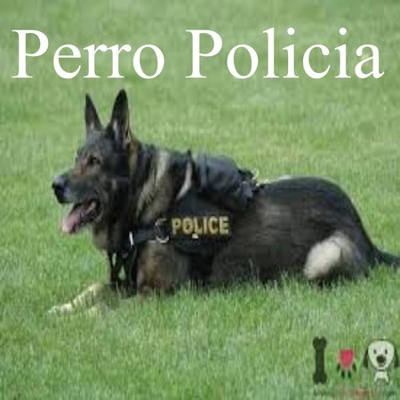 Perro Policia專輯 - CopyrightLicensing undefined - LINE MUSIC